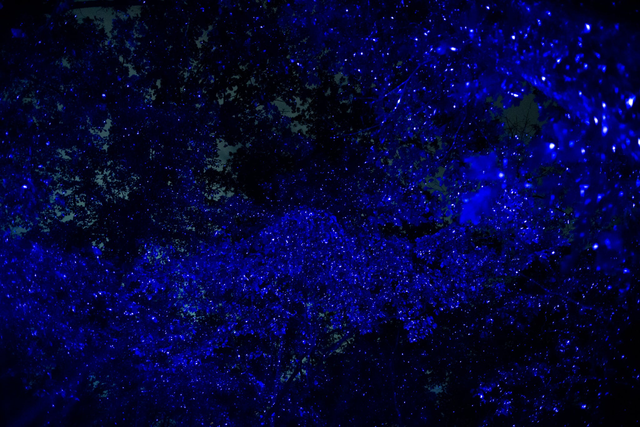 North Forest Lights | Moment Factory
