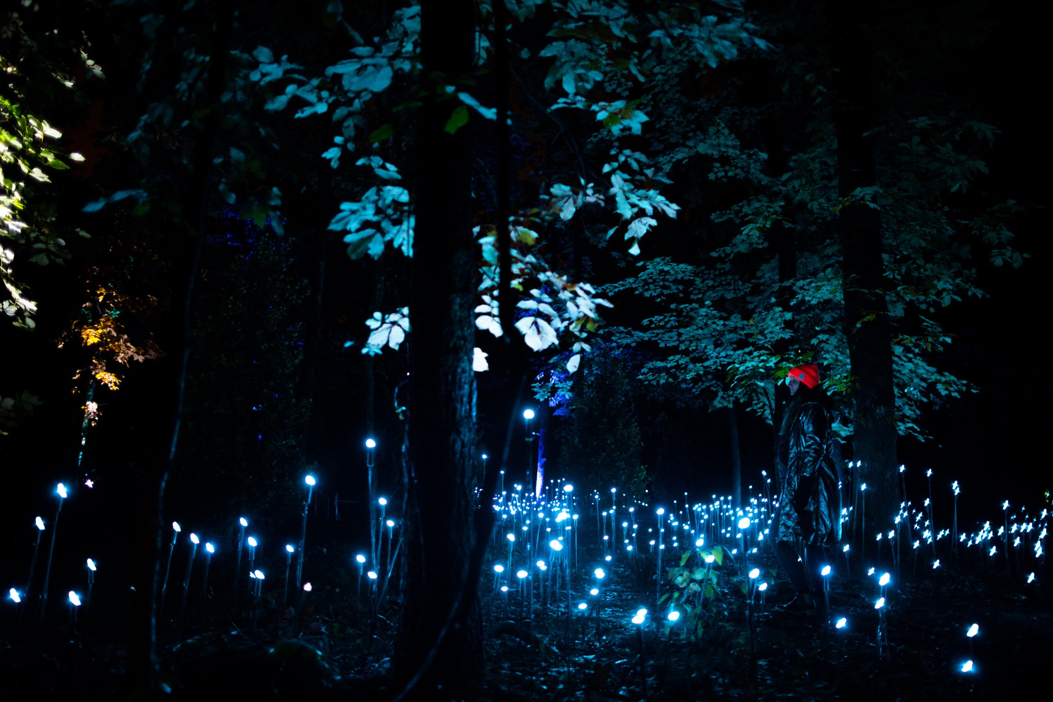 North Forest Lights | Moment Factory